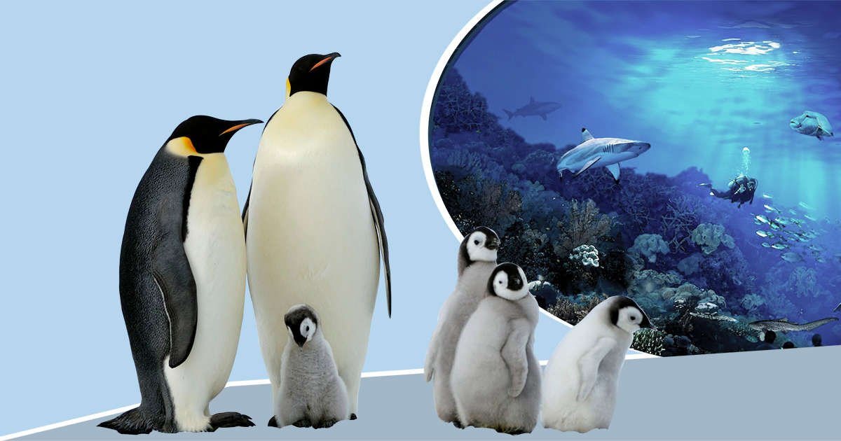 Необычные посетители: пингвины на экскурсии по аквариуму | Posta-Magazine